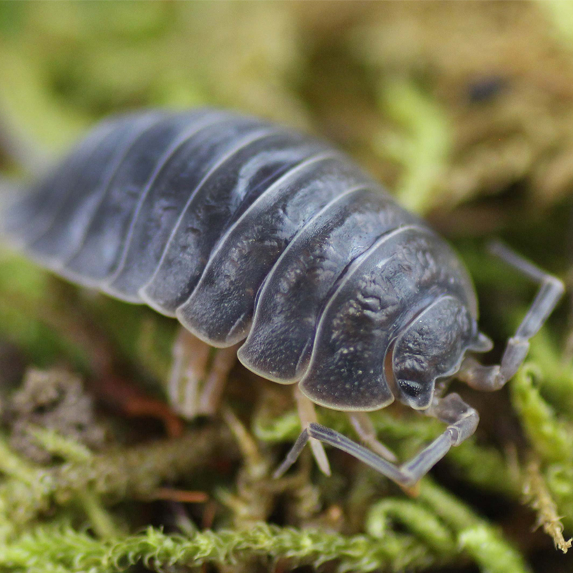 Porcellio laevis "Panda" - Insektenliebe
