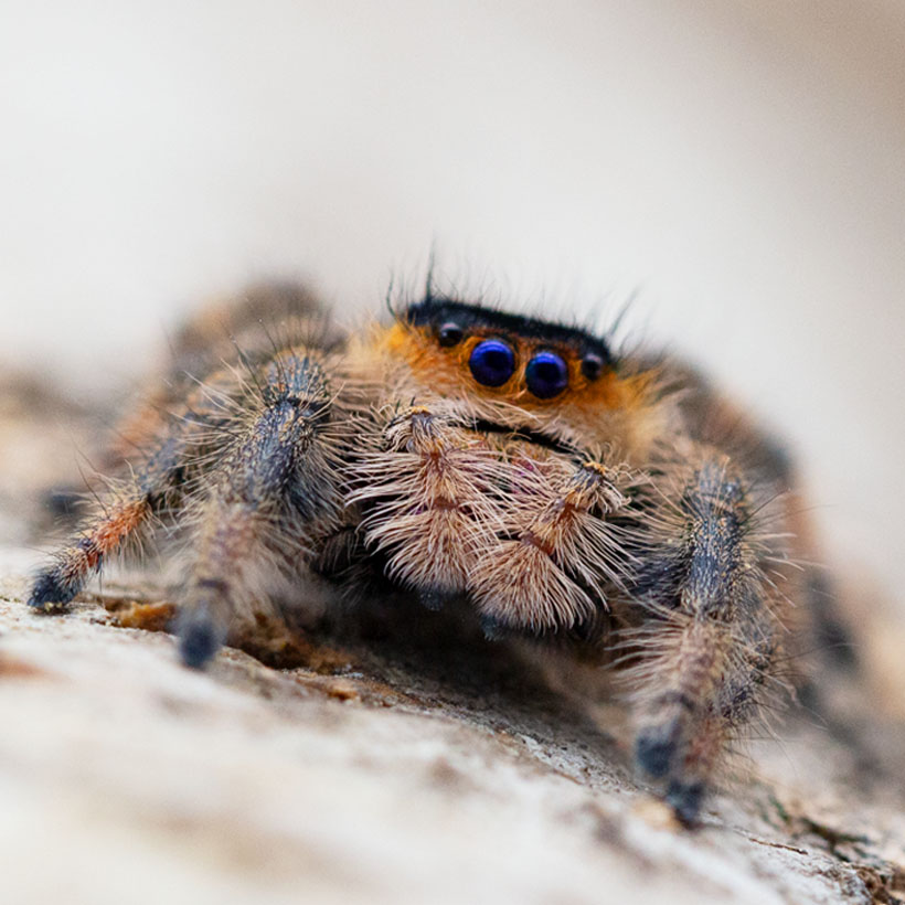 Phidippus regius "dos Gardenas" - Insektenliebe