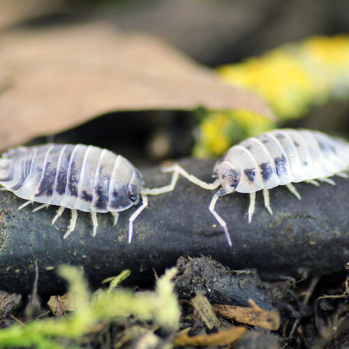 Porcellio laevis "Panda" - Insektenliebe