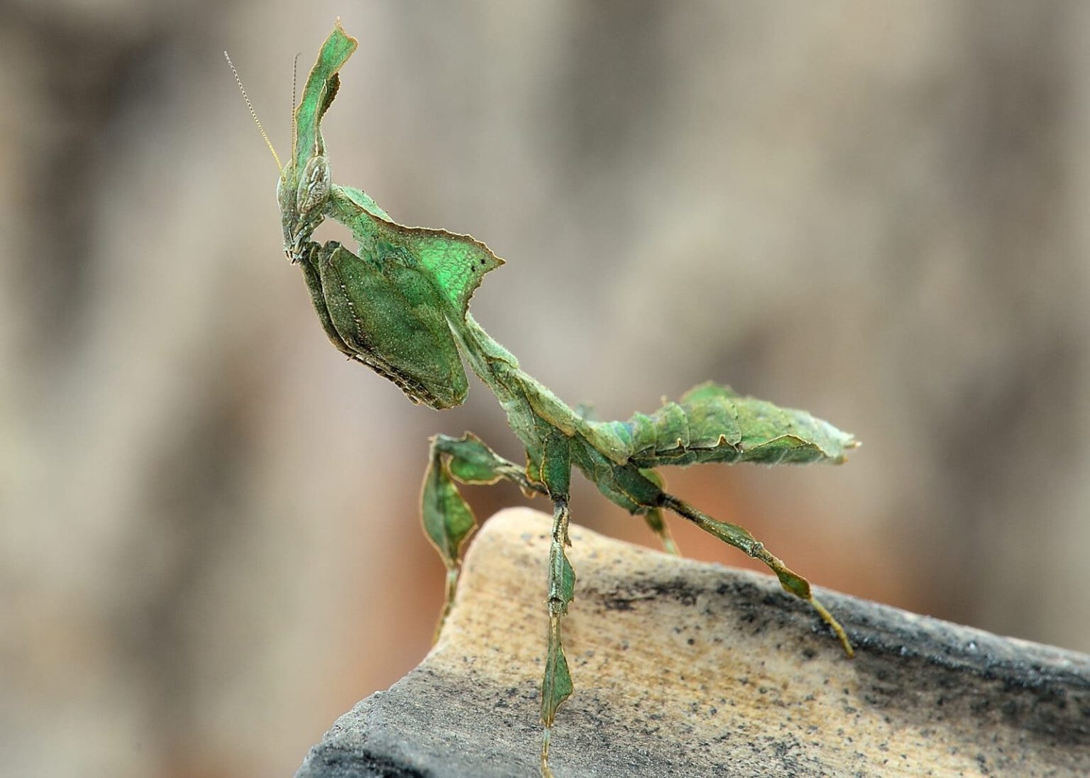 Phyllocrania paradoxa- Ghost mantis - Insektenliebe