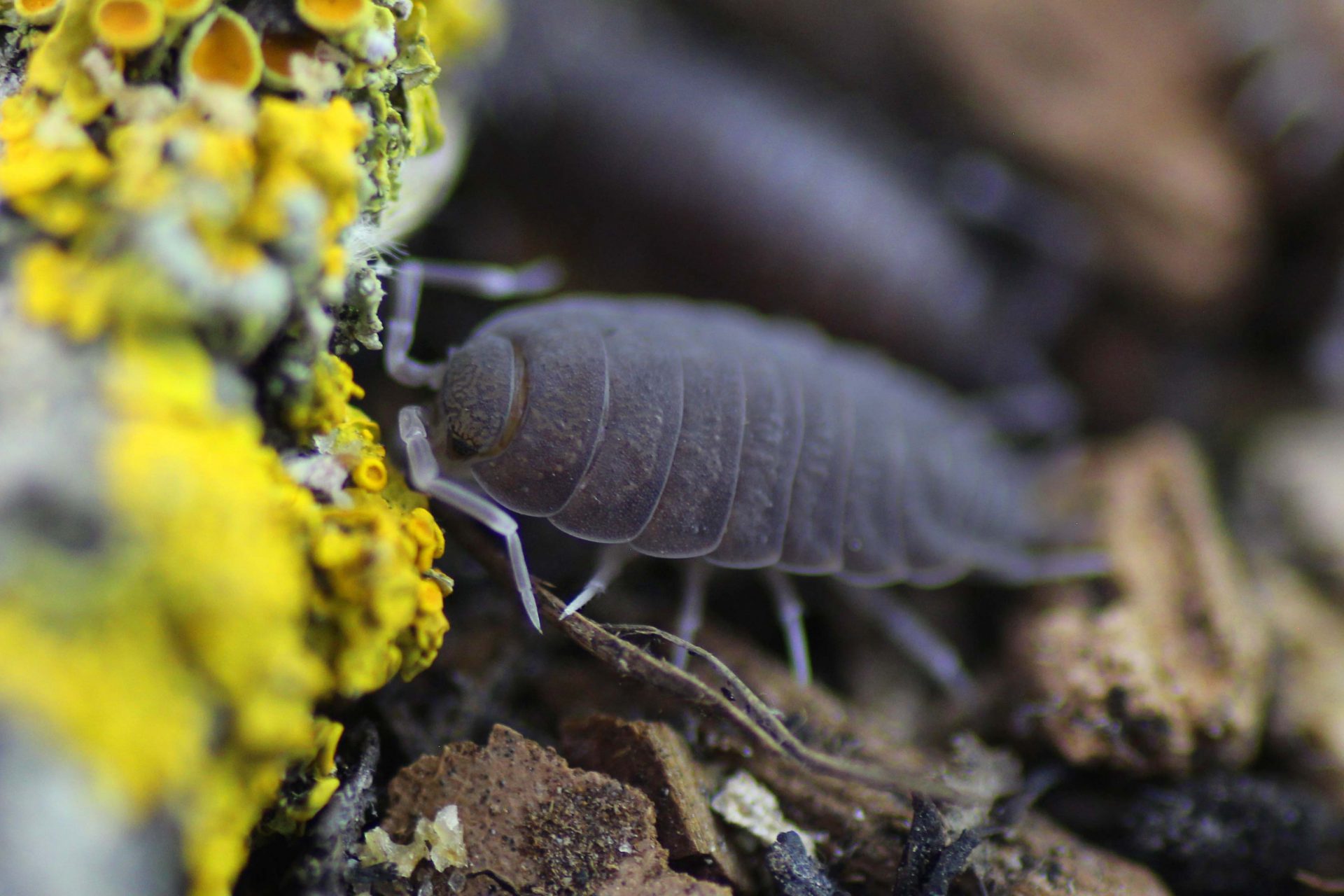Fragen zur Assel-Haltung – und die Antworten - Insektenliebe