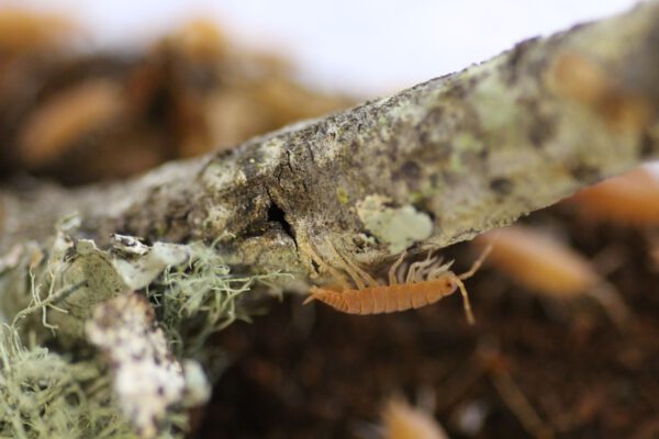 Porcellionides pruinosus "Cuban Isopods (orange)" - Insektenliebe