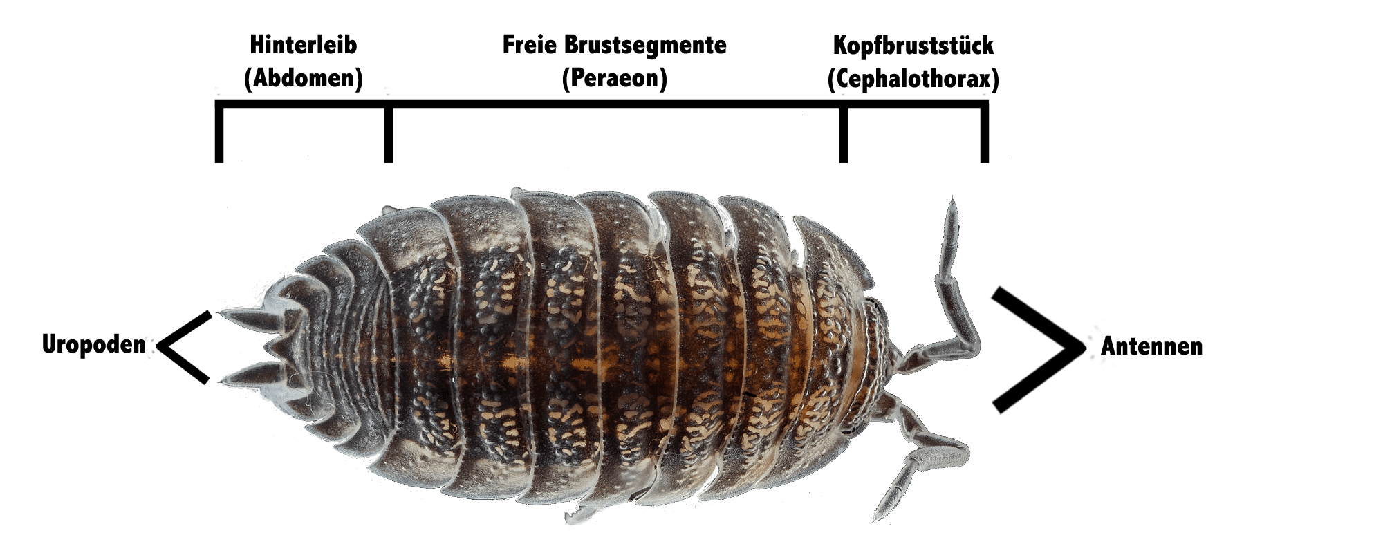 Assel Basiswissen - Insektenliebe