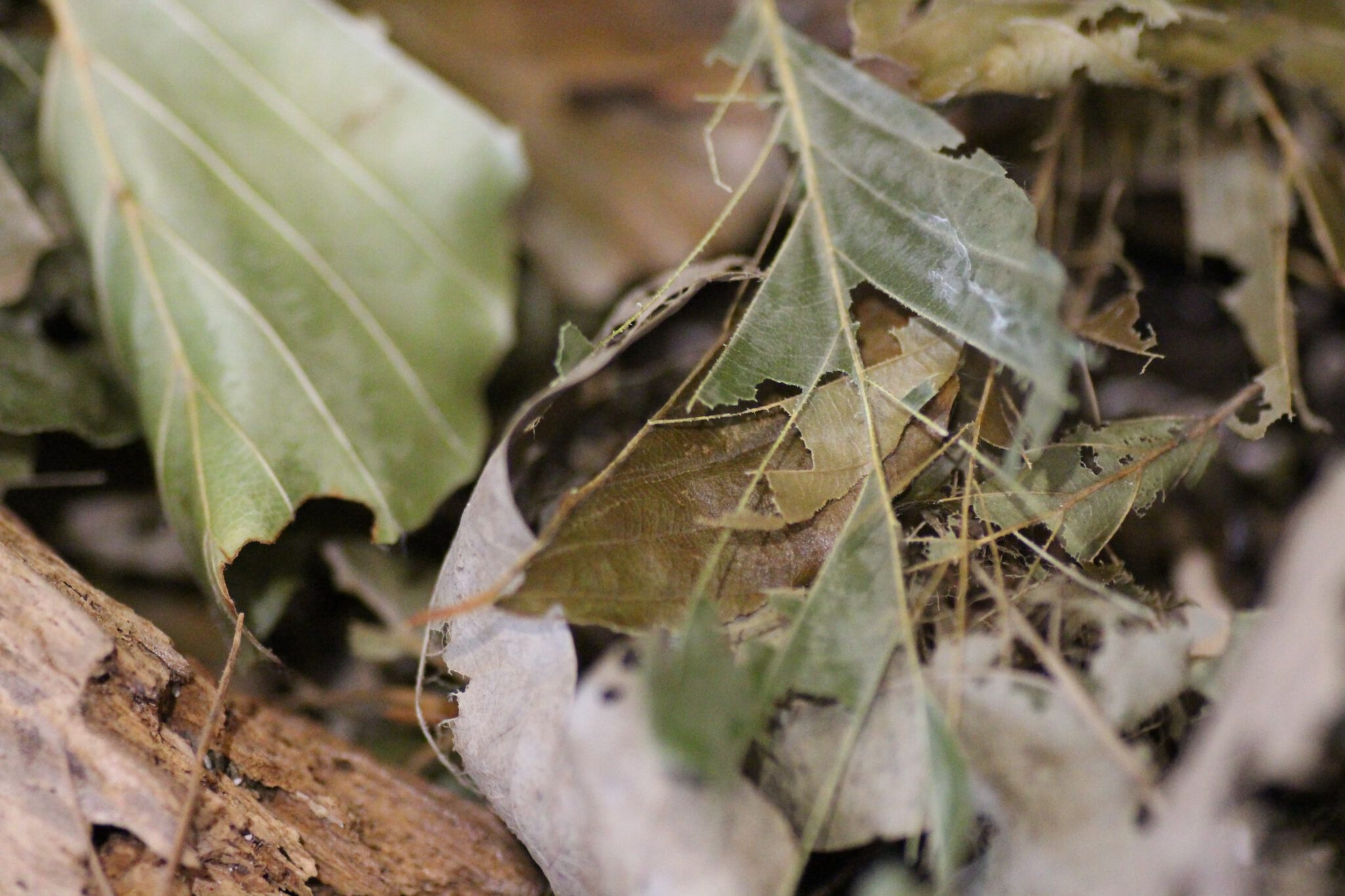 Isopod food- The right diet for Isopods - Insektenliebe