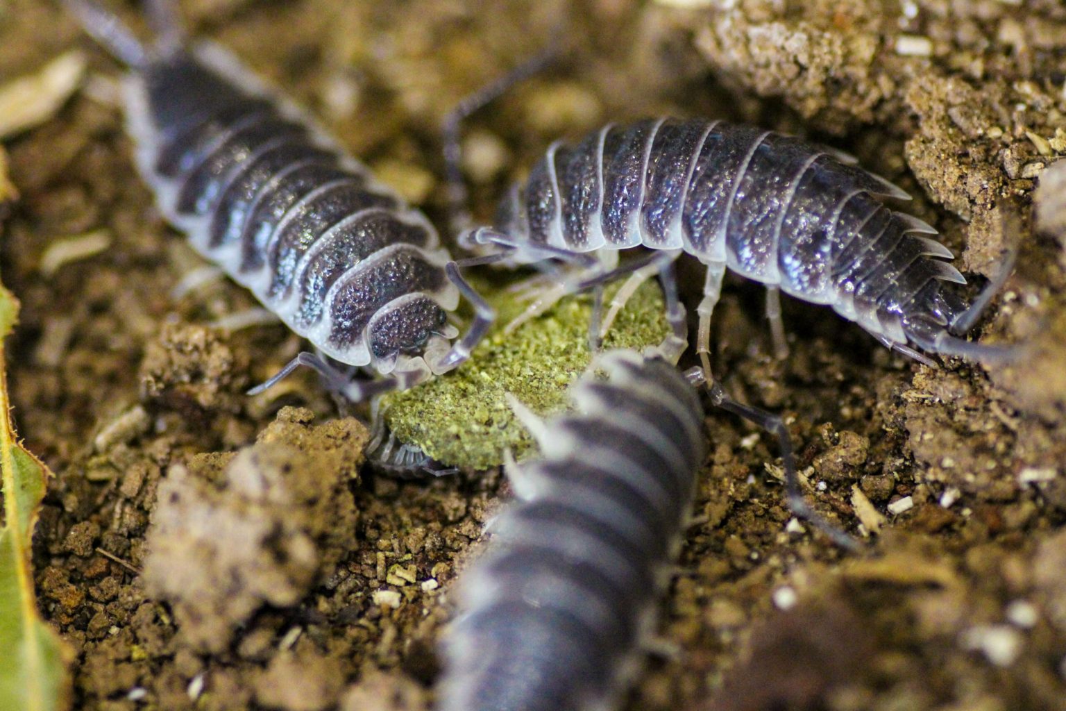 Isopod food- The right diet for Isopods - Insektenliebe