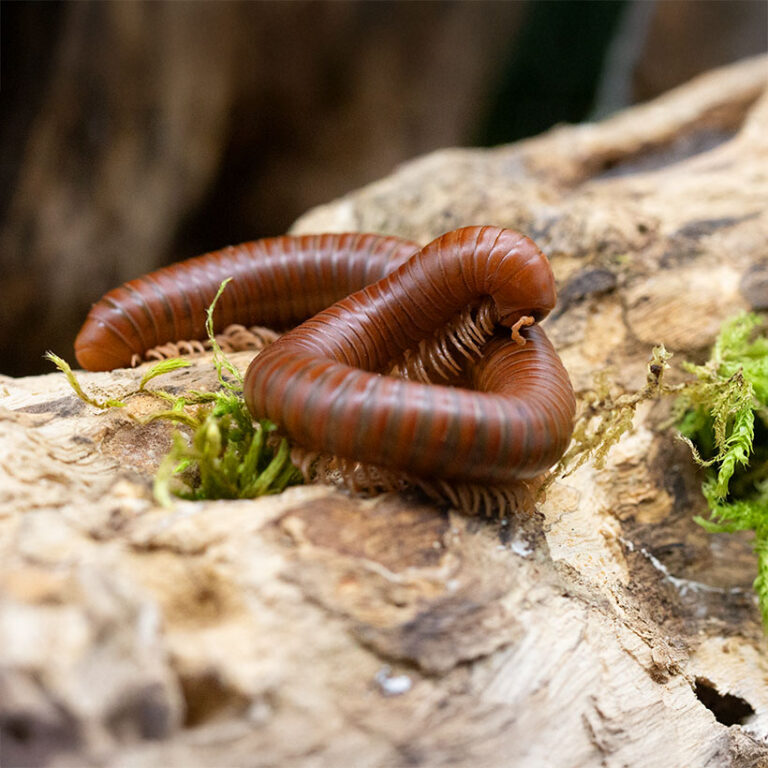 Spirostreptus spec. 1 "Tanzania - Insektenliebe