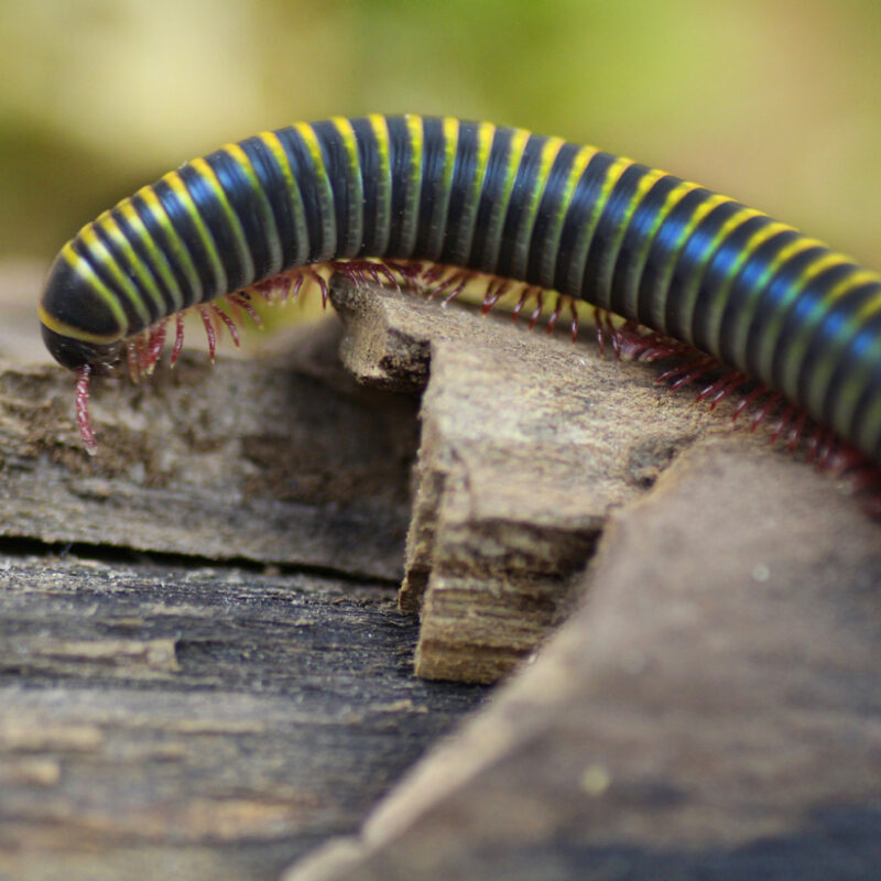 Anadenobolus monilicornis "Bumble-Bee Millipedes" - Insektenliebe