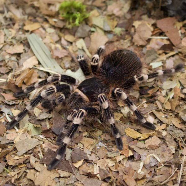 The largest tarantula in the world - Insektenliebe