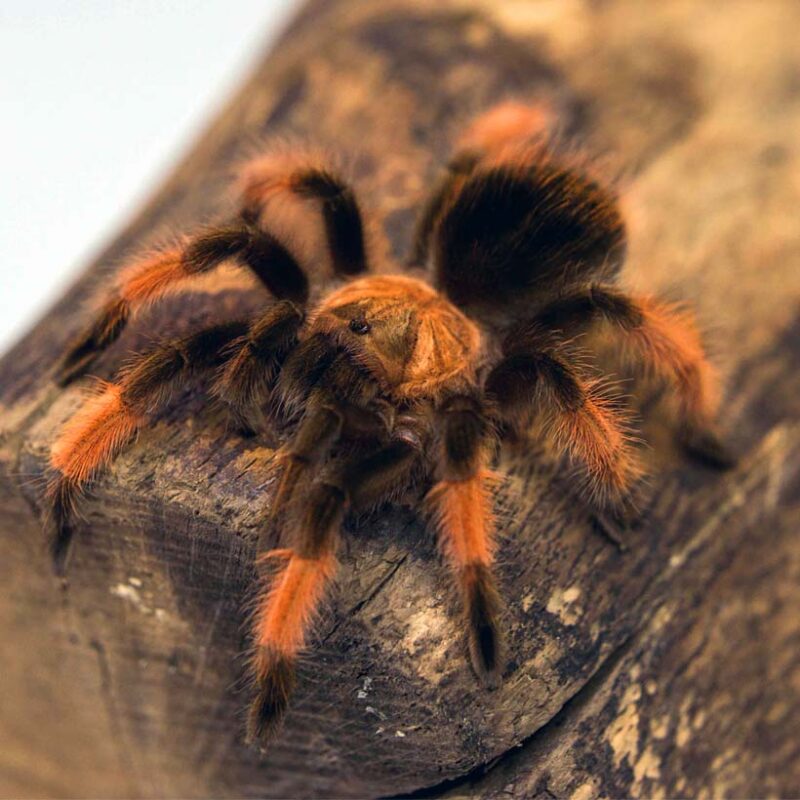 Brachypelma emilia - Insektenliebe