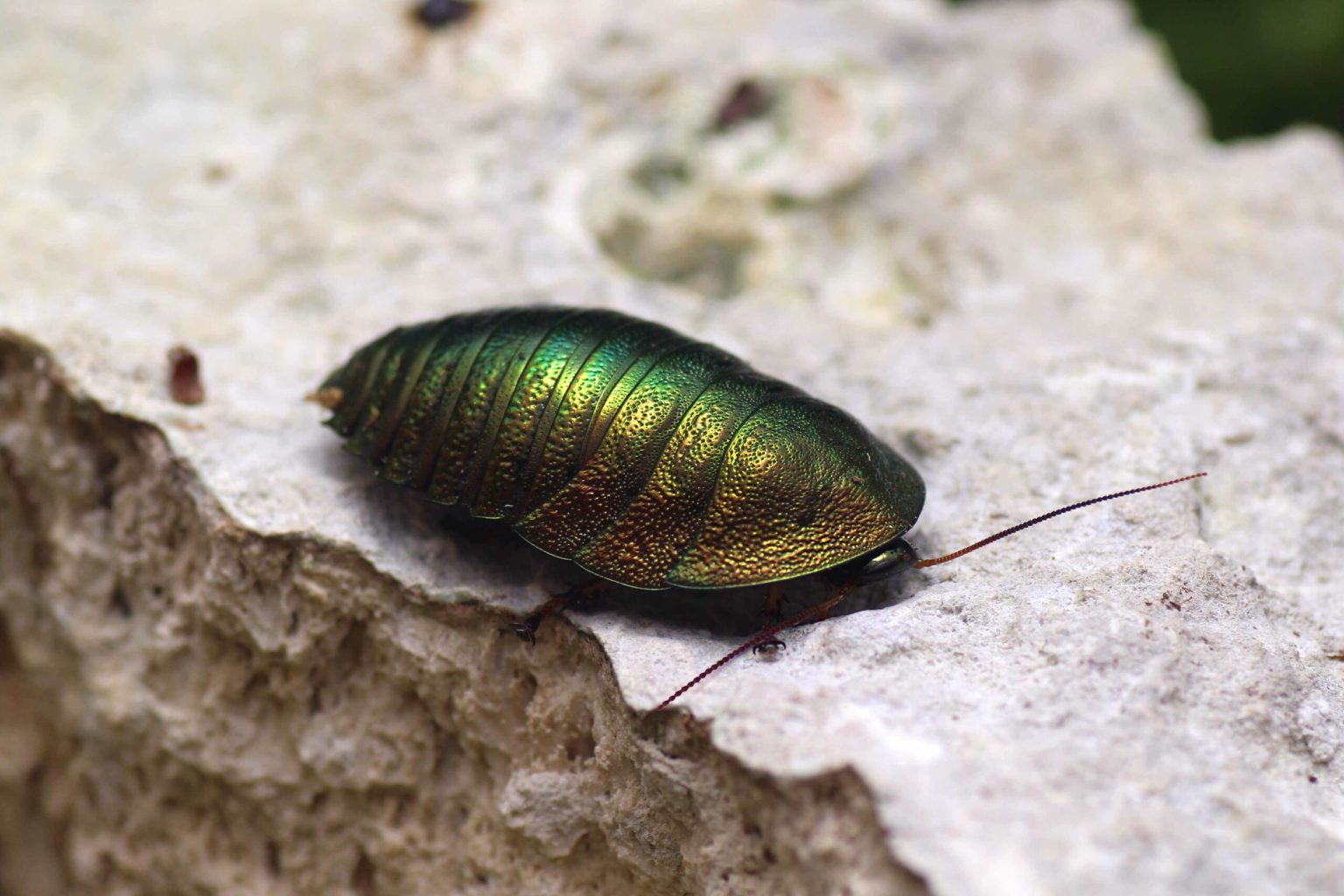 Pseudoglomeris magnifica "Emerald cockroach" - Insektenliebe