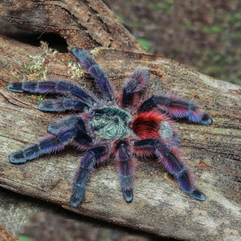 Learn everything about the Caribena versicolor tarantula - from its ...