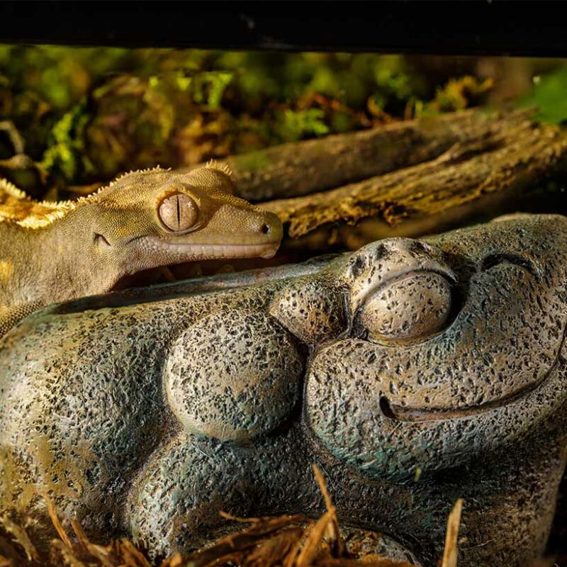 Exo Terra Aztec Frog Water Bowl - Insektenliebe