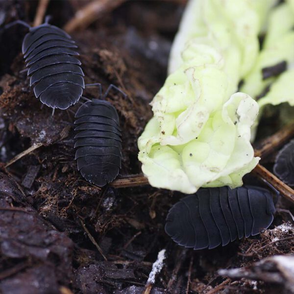 Merulanella spec. "Black Hole" - Insektenliebe