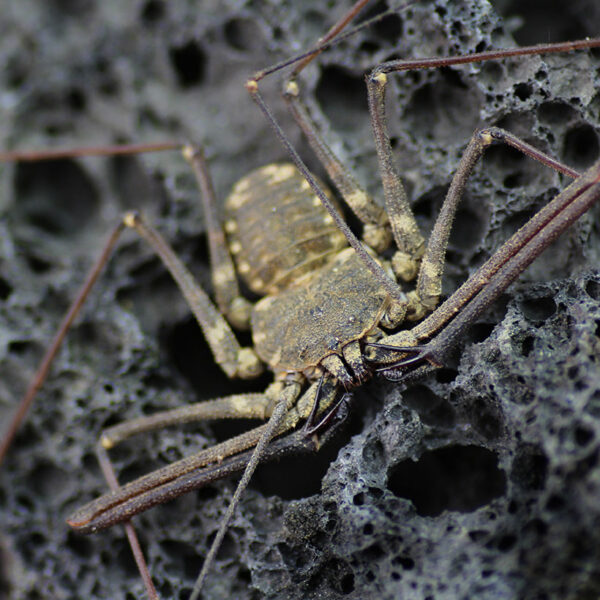 Flagellate spiders: The most unusual spiders in the world! - Insektenliebe