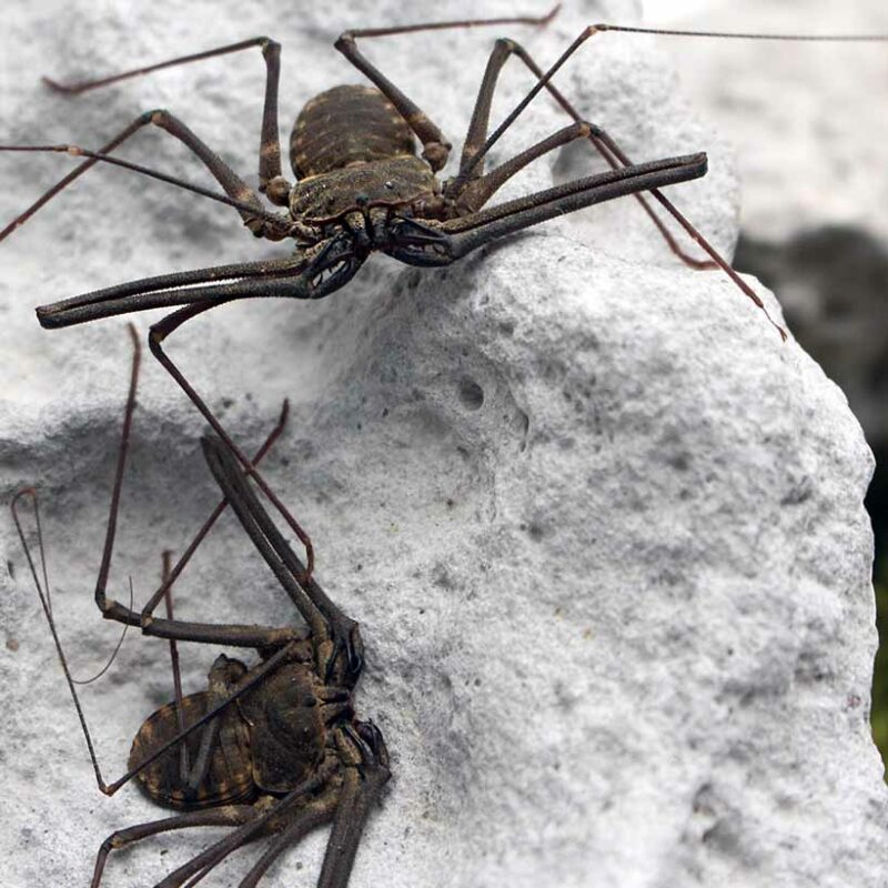 Whip spiders: The most unusual spiders in the world! - Insektenliebe