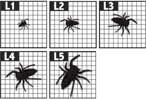 The most frequently asked questions about keeping jumping spiders: Here ...