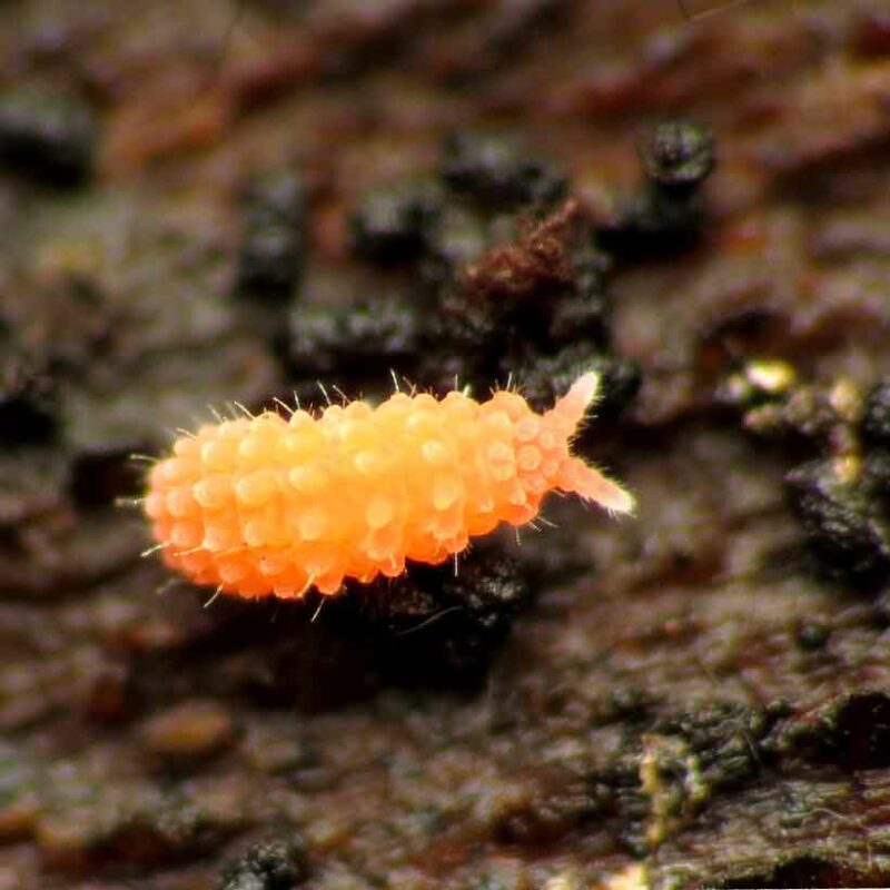 Yuukianura aphoruroides "Orange Springtail" - Insektenliebe