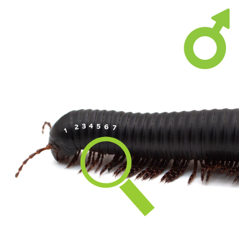 Sex determination of millipedes - Insektenliebe