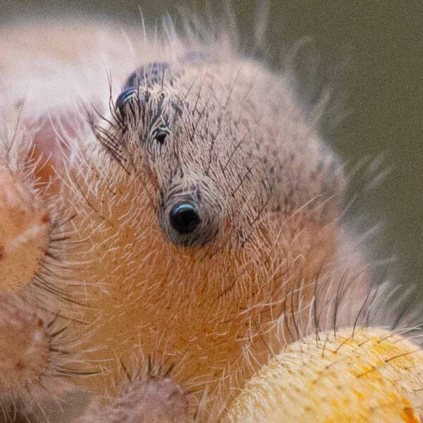 Jumping spiders' visual system - how eight eyes control their hunt ...