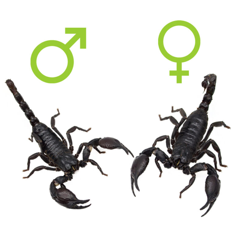 Sexing scorpions - how to recognise males and females - Insektenliebe