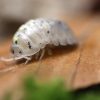 Insektenliebe - Insects and terraristics - Your home for the little ...