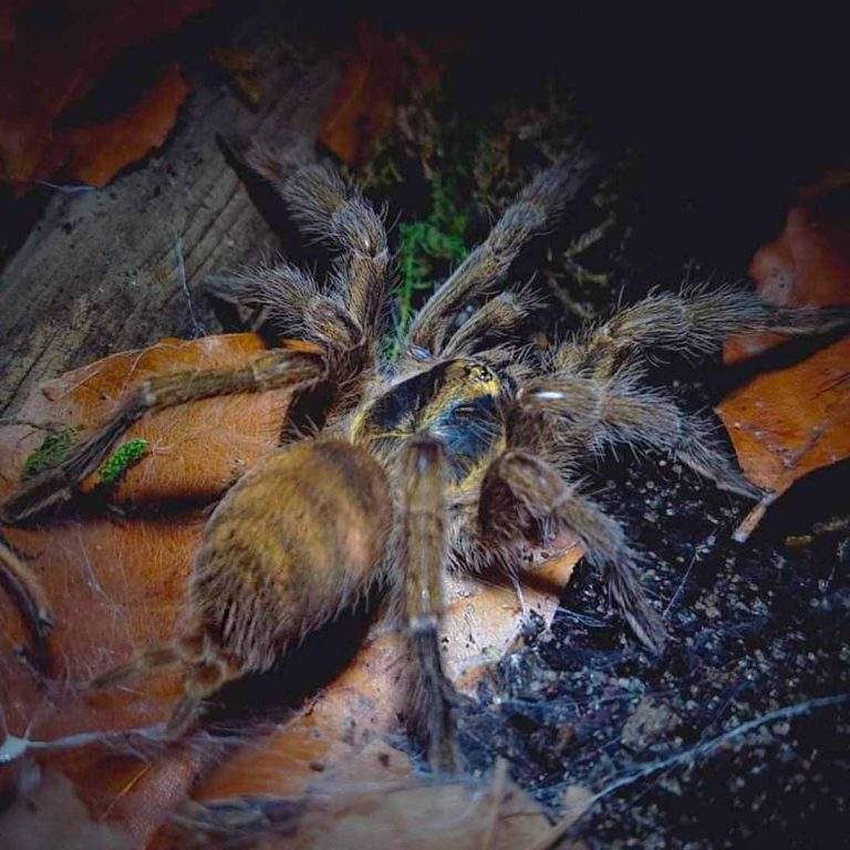 Neoholothele incei "Gold" - Insektenliebe