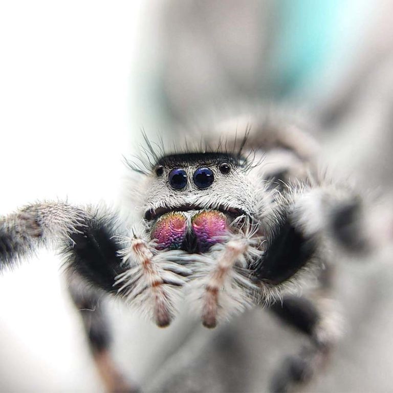 Phidippus regius "Bahamas" - Insektenliebe