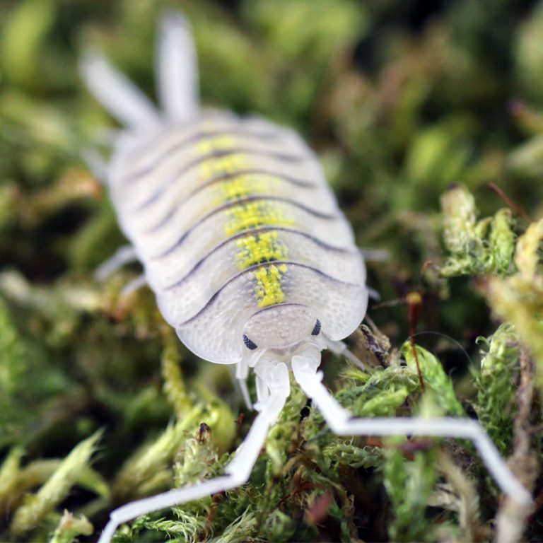 Porcellio bolivari "Fantasma Giallo - Insektenliebe