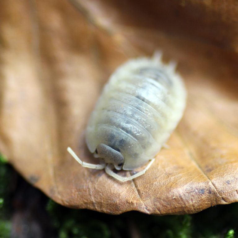 Fragen zur Assel-Haltung – und die Antworten - Insektenliebe