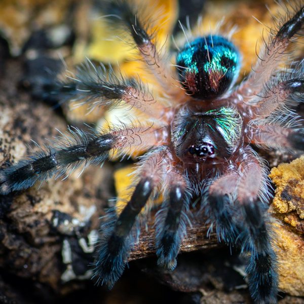 Typhochlaena seladonia - Insektenliebe
