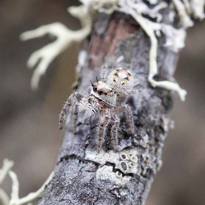 Phidippus otiosus "Cuba" - Insektenliebe
