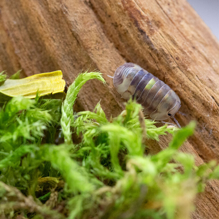 Cubaris spec. "Amber Firefly" - Insektenliebe