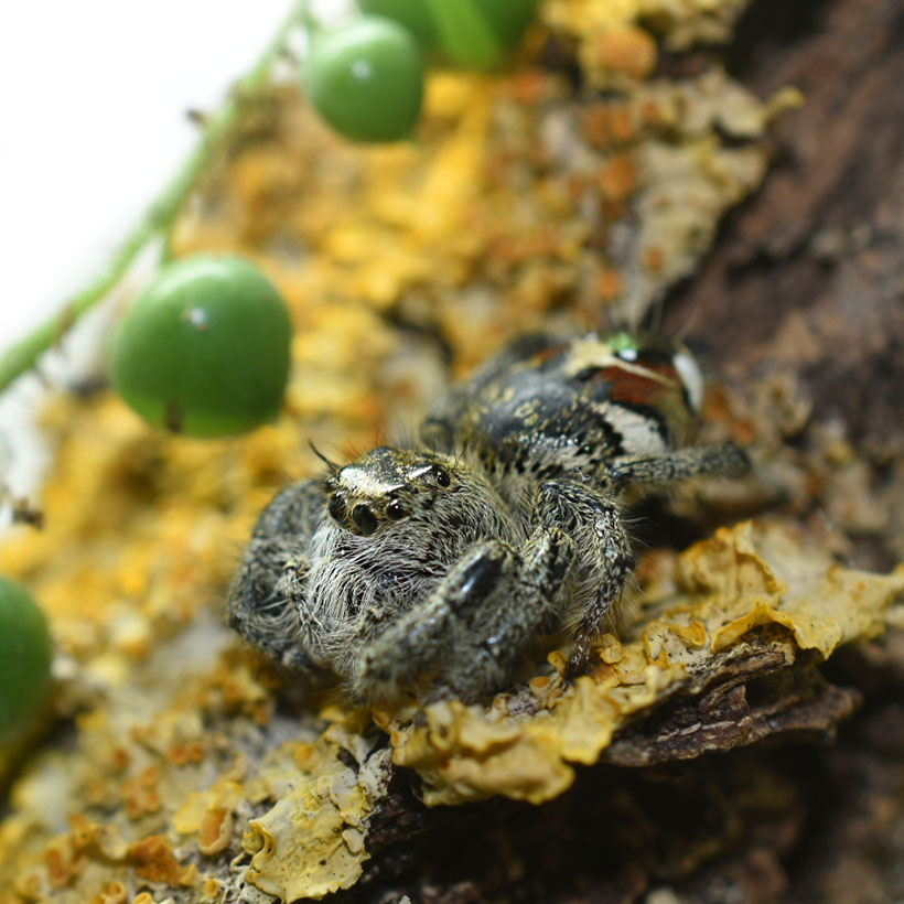 Setting up a jumping spider terrarium: Step-by-step instructions ...