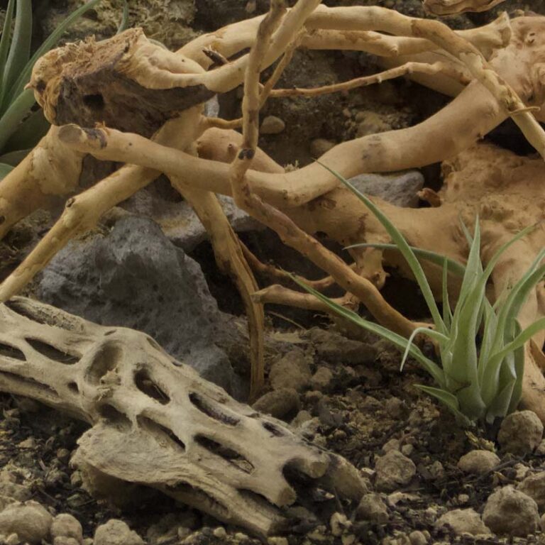 So richtest du dein Brachypelma-Terrarium artgerecht ein - Insektenliebe