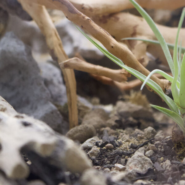 So richtest du dein Brachypelma-Terrarium artgerecht ein - Insektenliebe