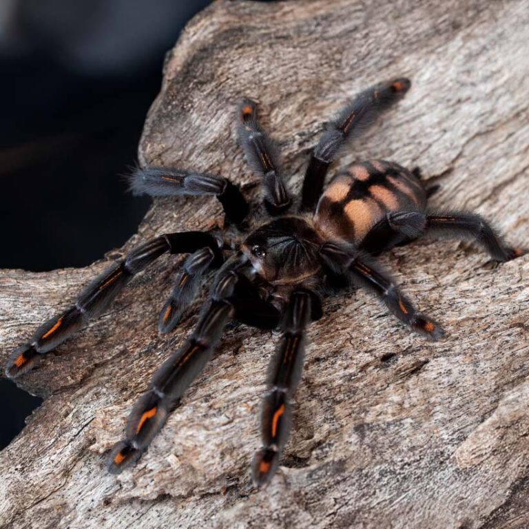 Psalmopoeus irminia - Insektenliebe