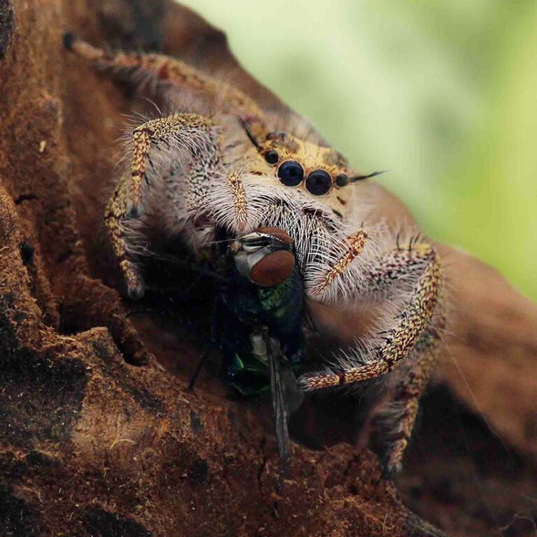 Jumping spiders' visual system - how eight eyes control their hunt ...