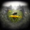 Jumping spiders' visual system - how eight eyes control their hunt ...